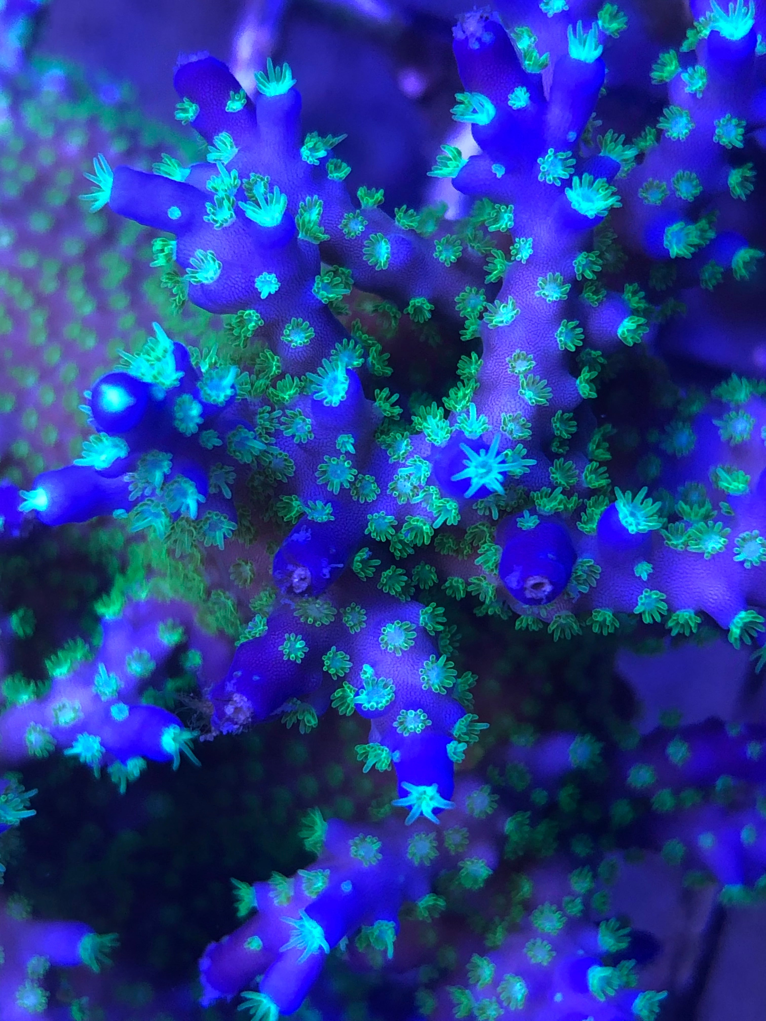 Coral – Neptune's Reef