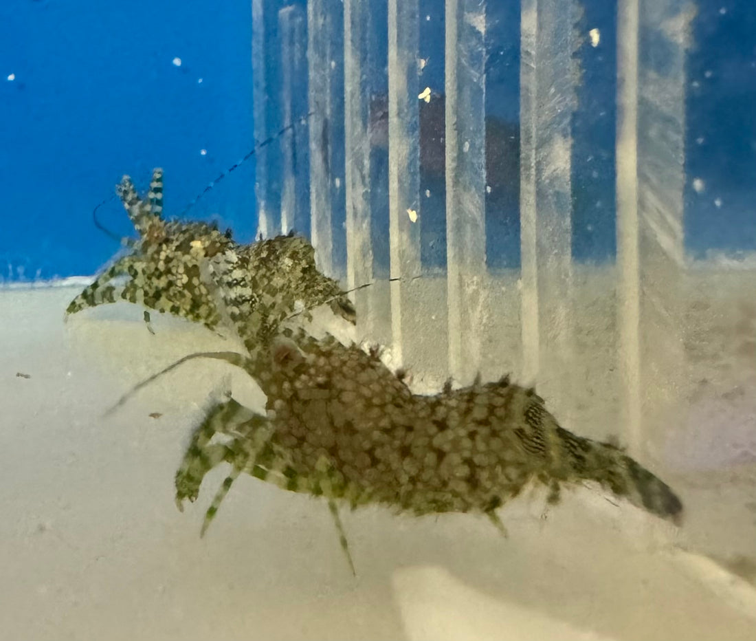 Monkey Shrimp – Neptune's Reef